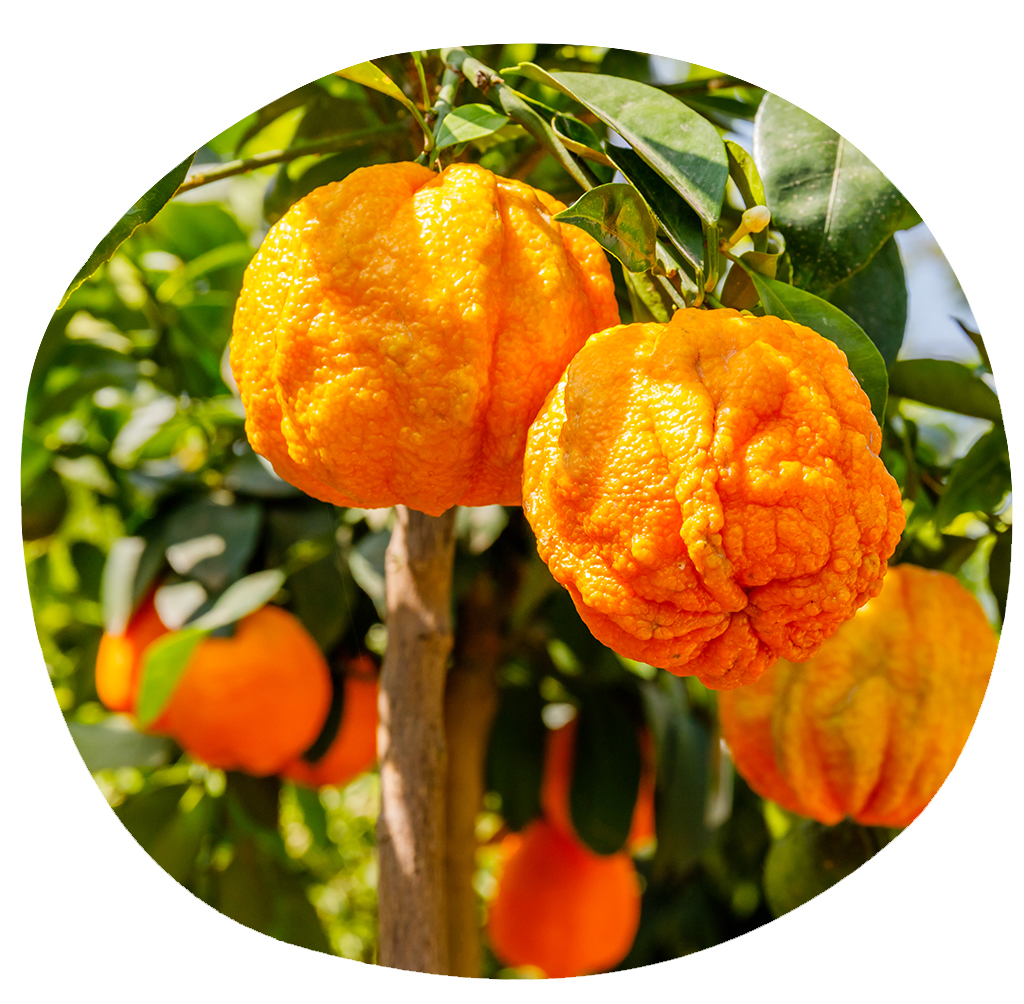 Oranger amer - Esprit-BIO