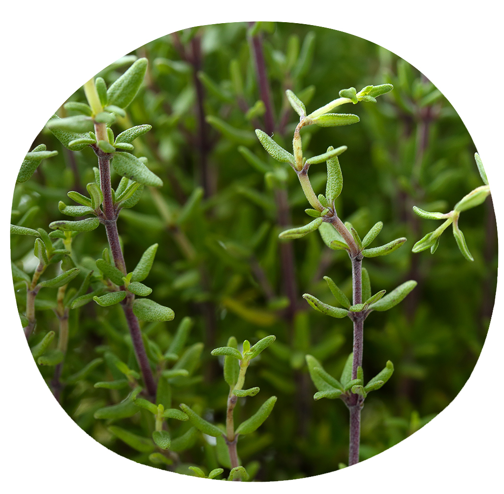 Thym - Esprit-BIO
