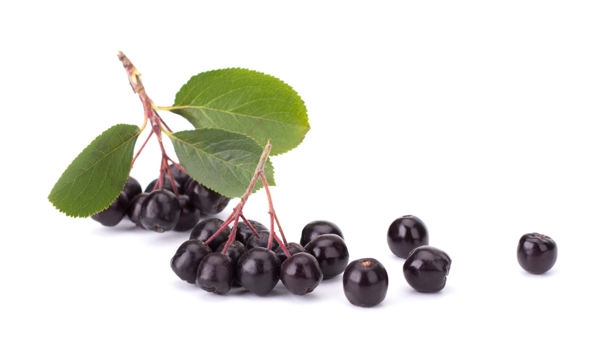 Aronia - Esprit-BIO
