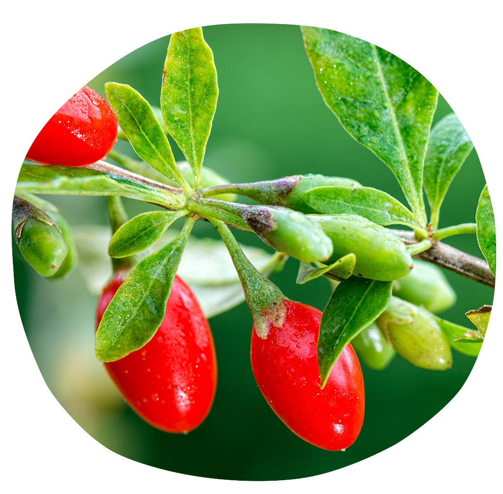 Baie de Goji - Esprit-BIO