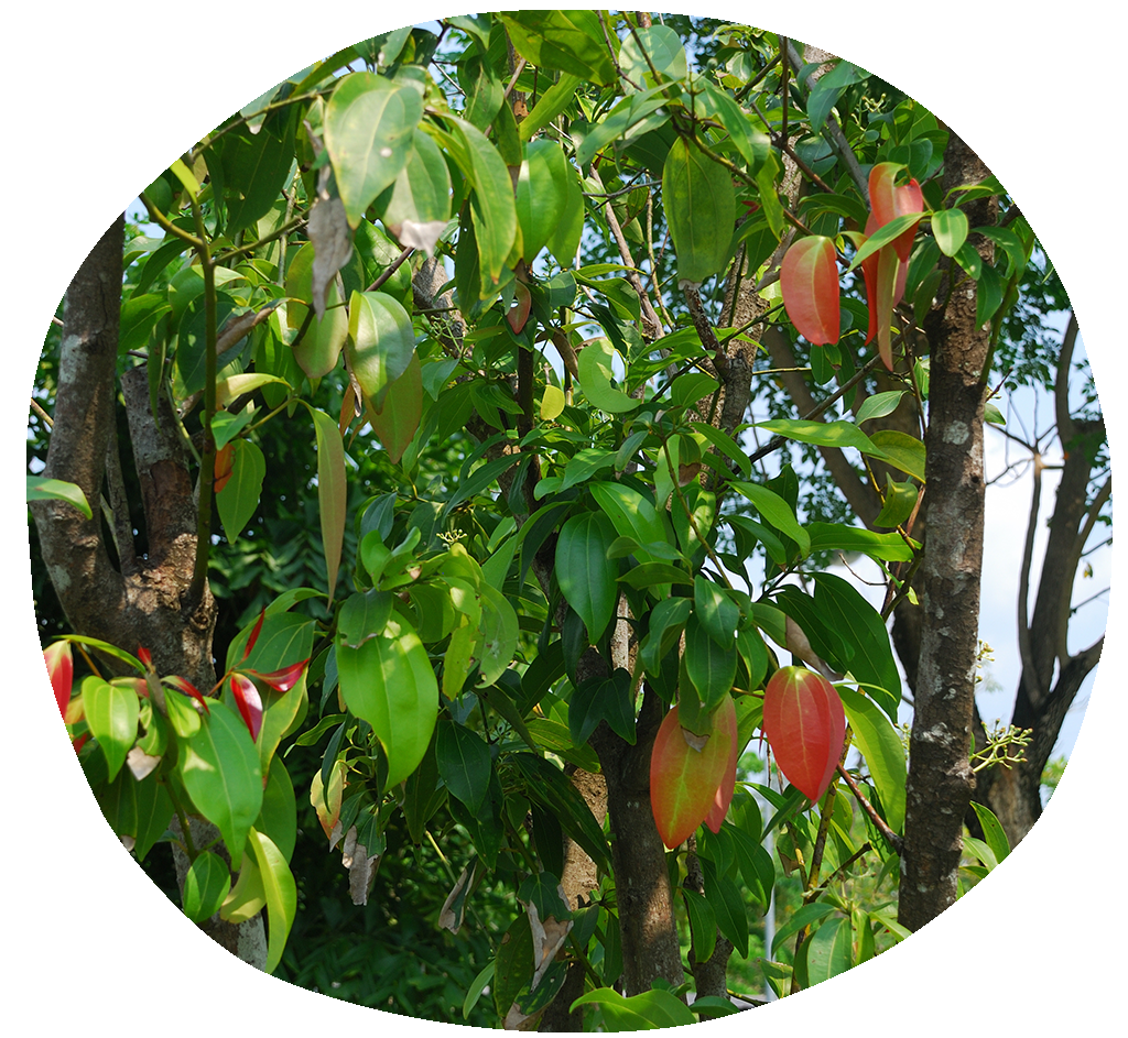 Cannelle - Esprit-BIO