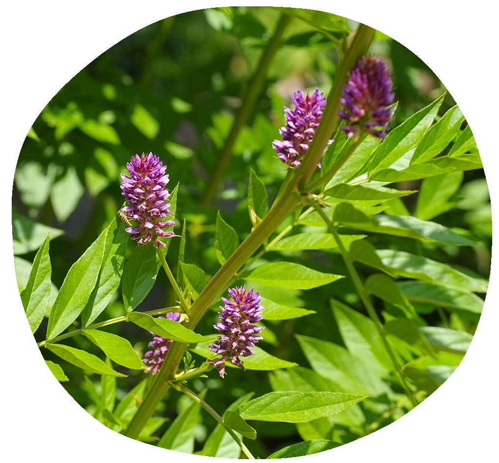 Réglisse - Esprit-BIO