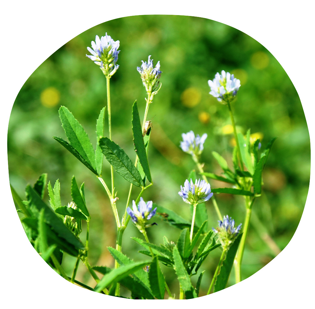 FENUGREC - Esprit-BIO